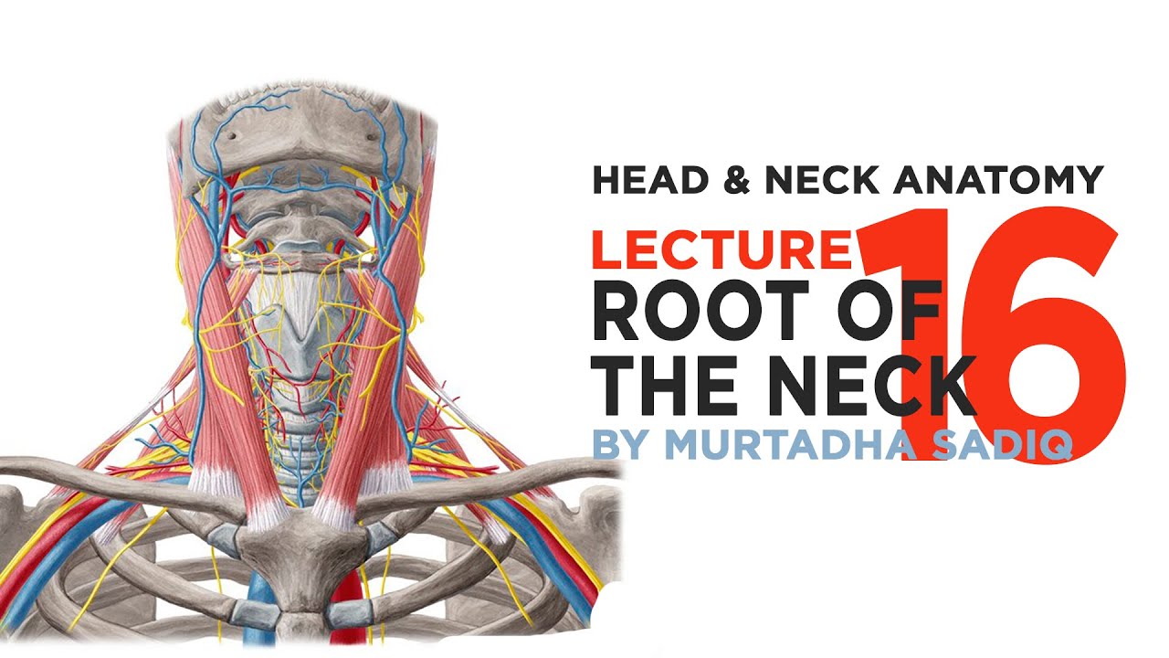 Head & Neck Anatomy Lecture 16 Root of neck - YouTube