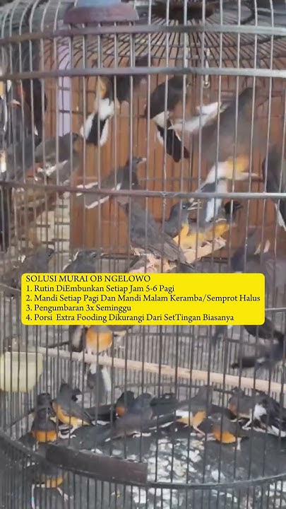 Solusi Burung Murai Batu Ngelowo Jinak Tangan Jarang Bongkar Isian #muraibatugacor#murai # ...