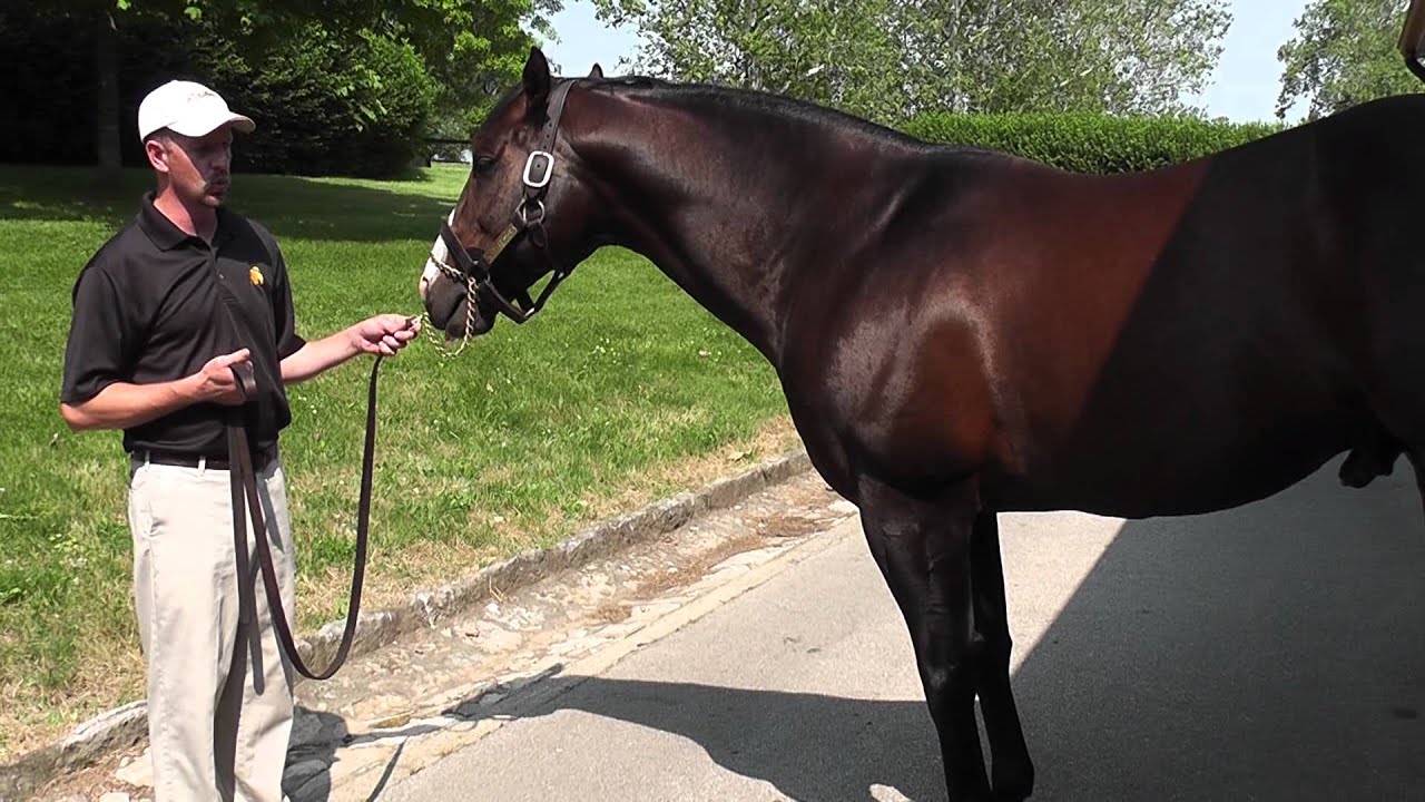 Claiborne Farm Tour - June 2012 - YouTube