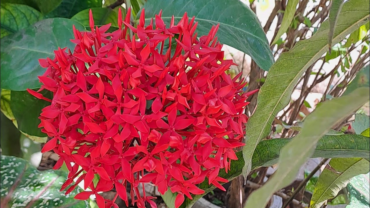 Faja Lobi Flower | Best Flower Site