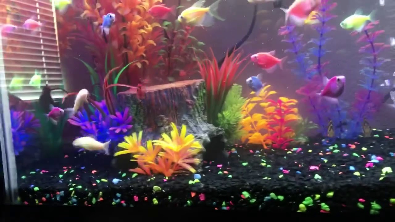 Glofish with my Glofish Tiger Barbs - YouTube
