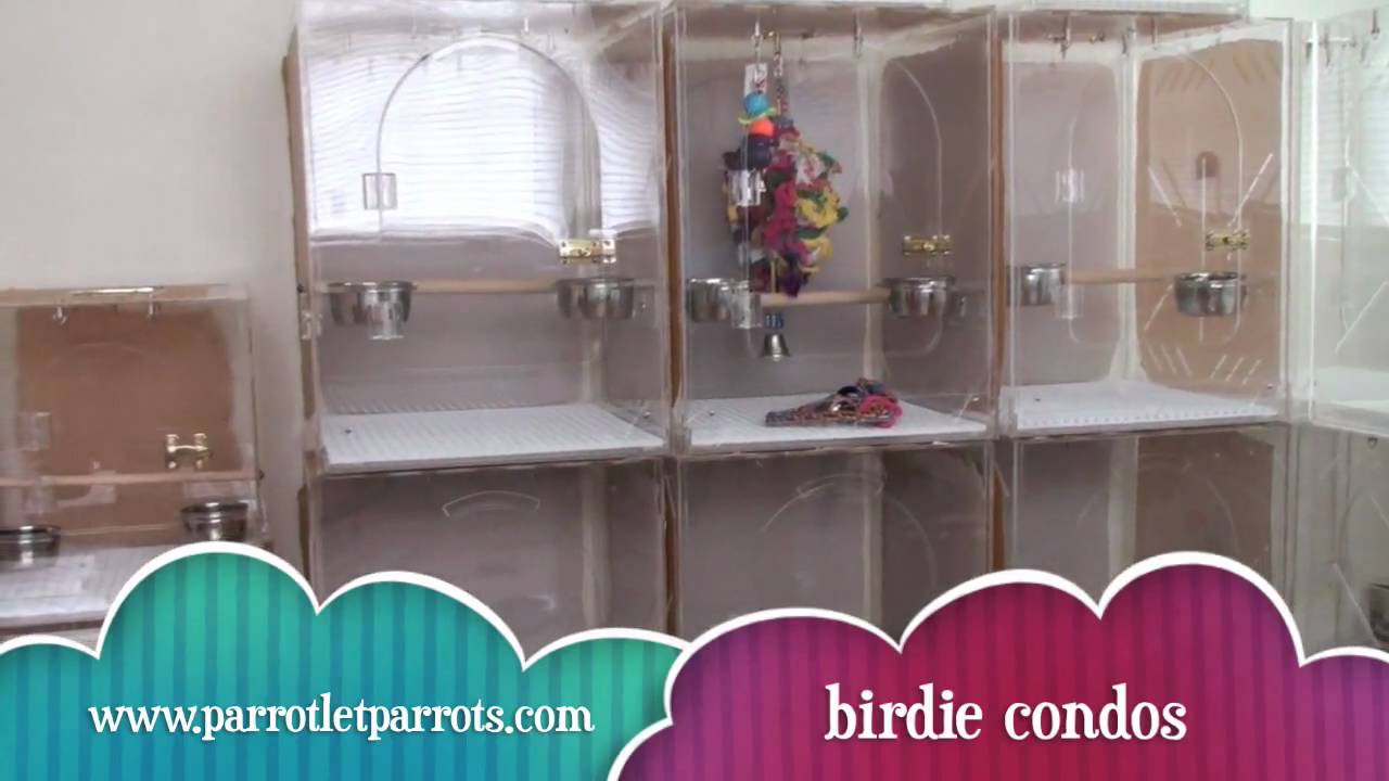 Littletweet.com : Parrotlet Birdie Condos - YouTube