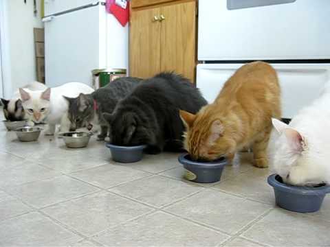 My 6 cats chomping on wet food treat - YouTube