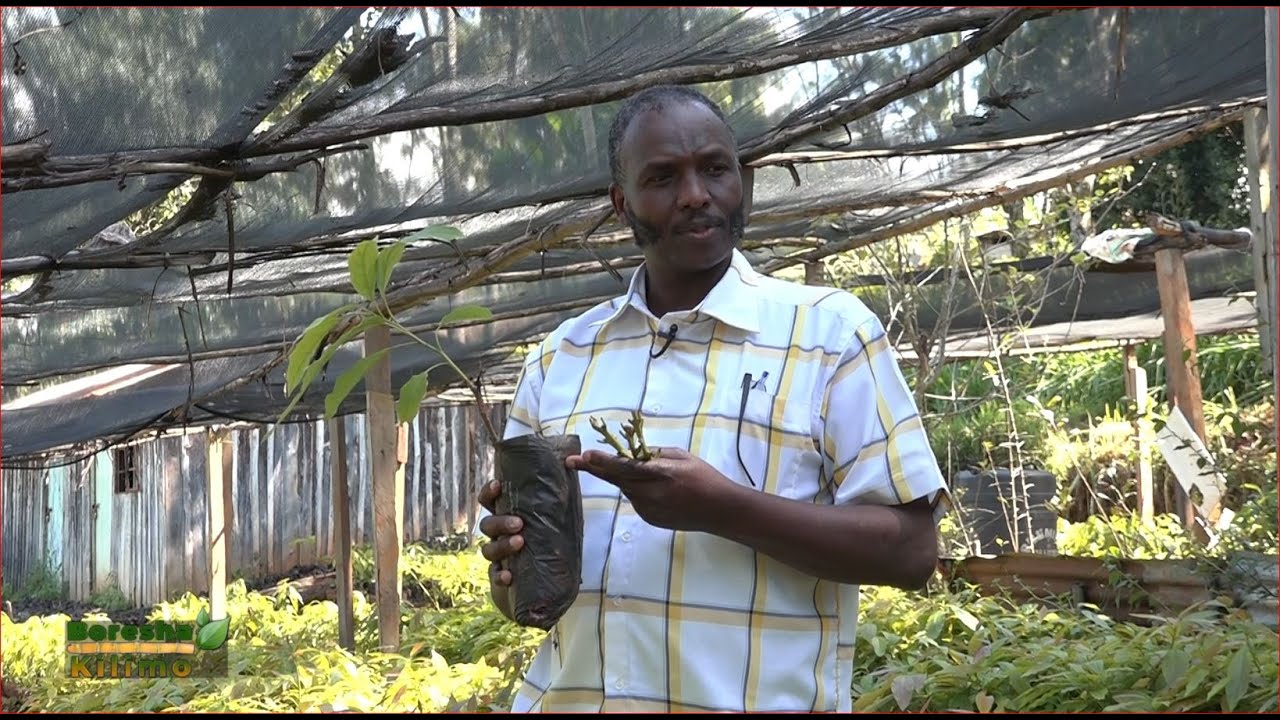 Safari ya kuvutia katika kilimo cha parachichi ambacho kimezidi kuenea ...