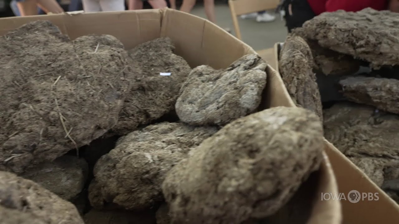 Cow Chip Throwing - YouTube