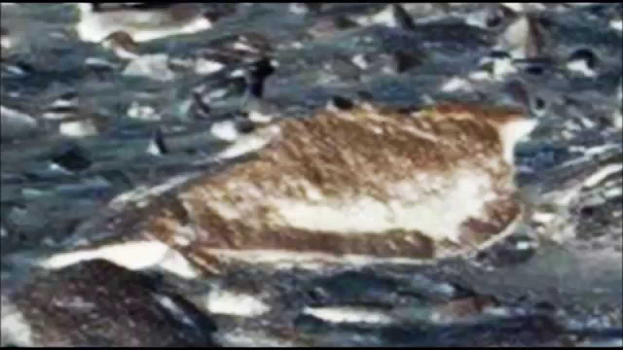 LIFE FORM ON MARS? - YouTube