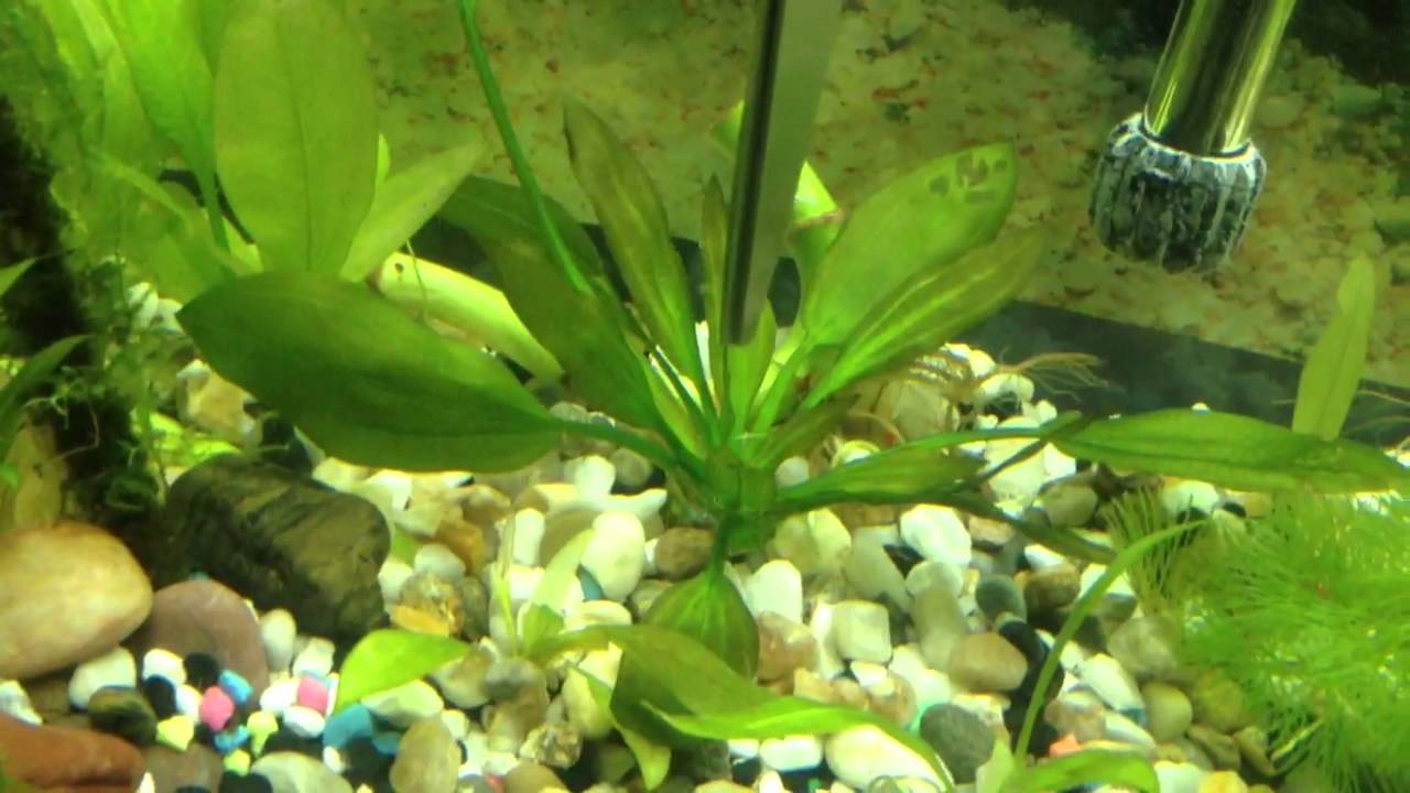 How To Trim And Make Space For New Growth On Amazon Swords YouTube how-to-trim-and-make-space-for-new-growth-on-amazon-swords-youtube