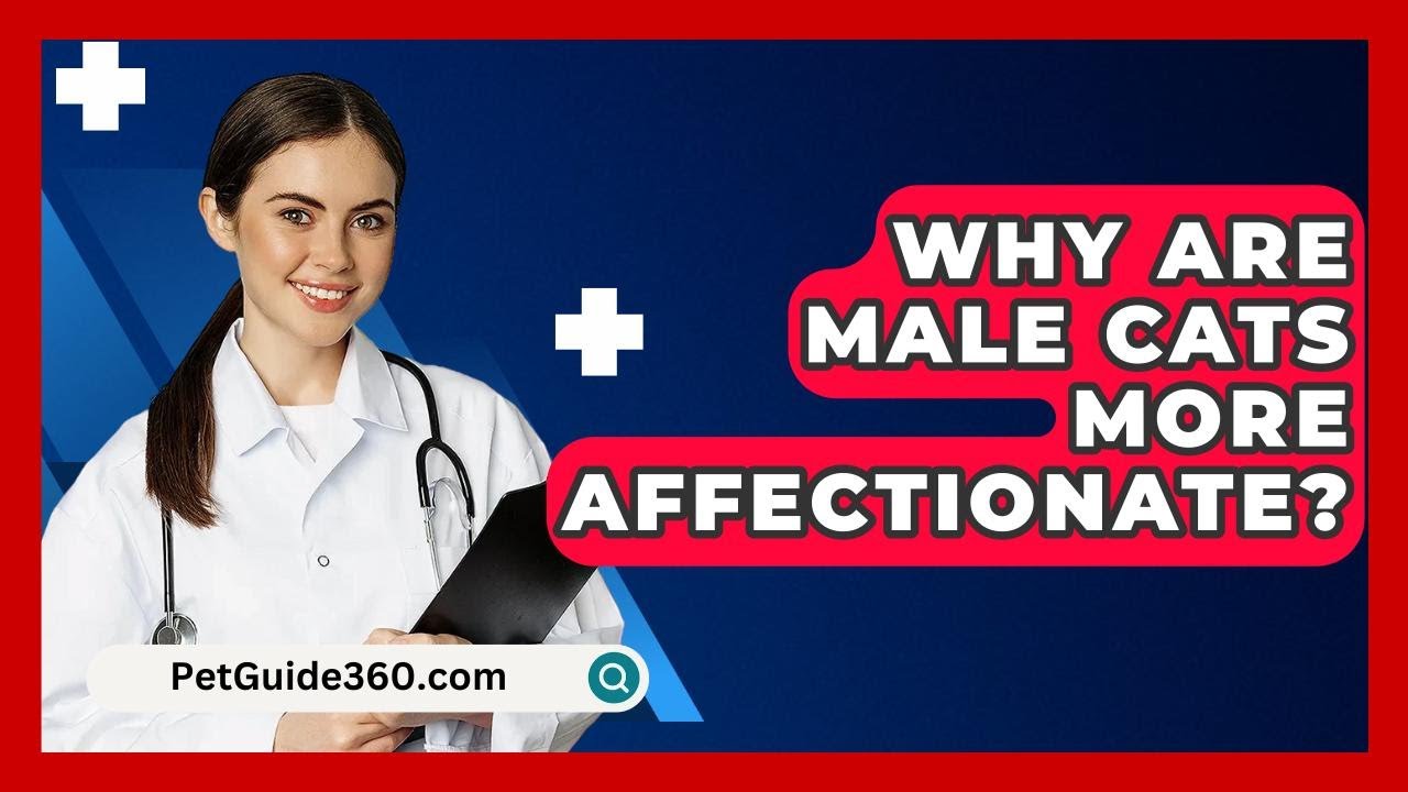 Why Are Male Cats More Affectionate? - PetGuide360.com - YouTube