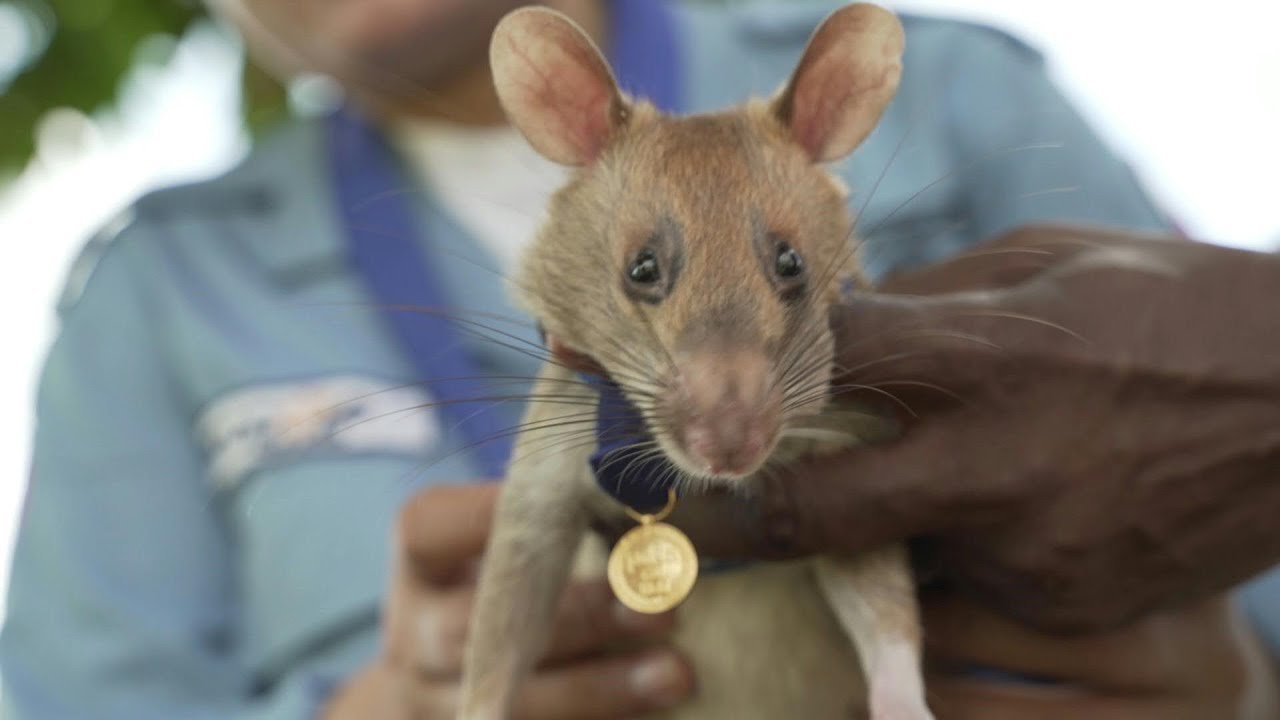Una rata detectora de minas, premiada en el Reino Unido por su valor ...