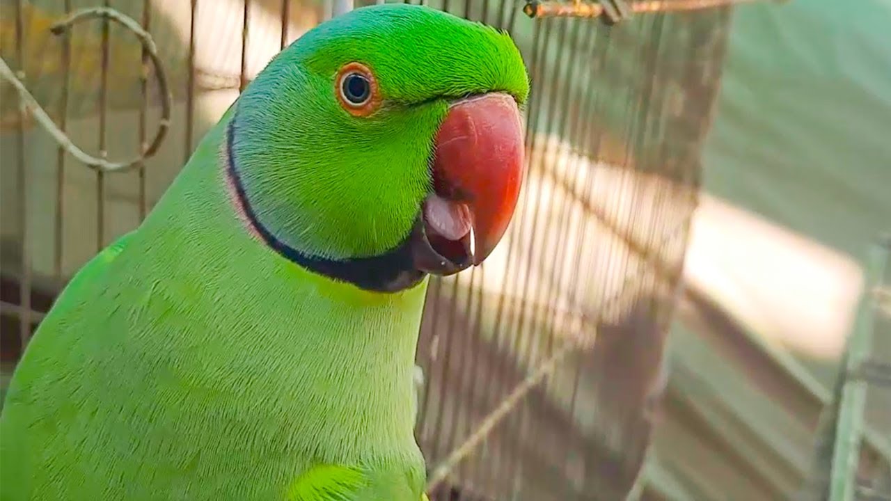 Mitthu So Friendly Ringneck Talking Parrot | Mitthu Talking And Saying ...