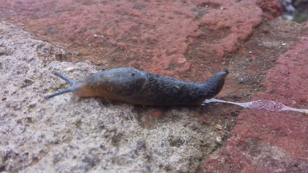 Caracol sin caparazon - YouTube