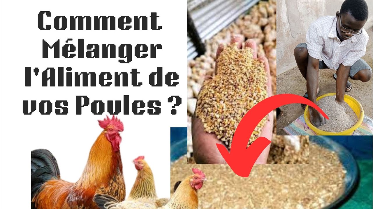 Comment Mélanger l'Aliment de vos Poules chez vous Facilement ? - YouTube