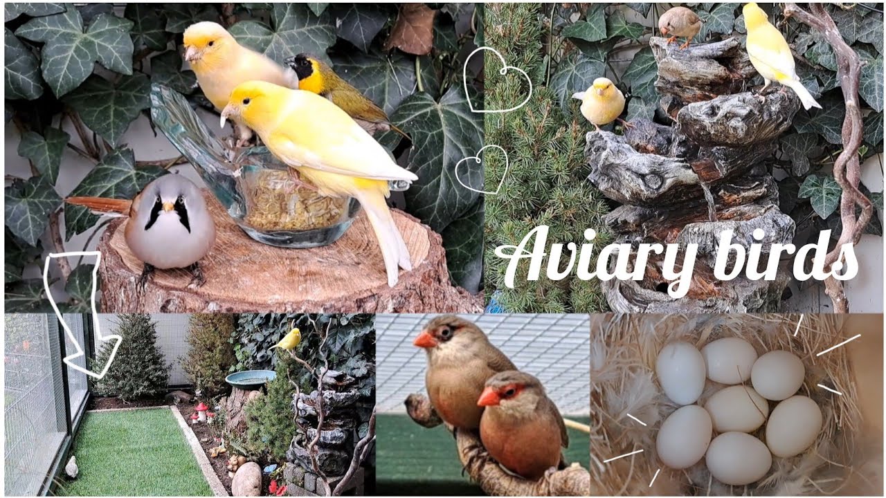 Mixed bird aviary | Nena's birds - YouTube
