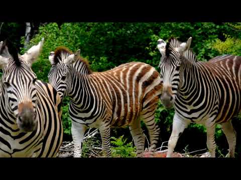 Zebra 4k - YouTube