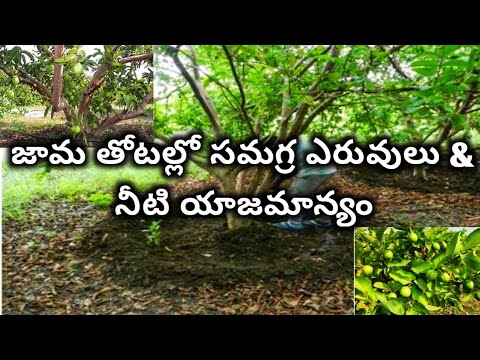 guava fertilizer and water management | jaama yeruvu | jaama pandu ...