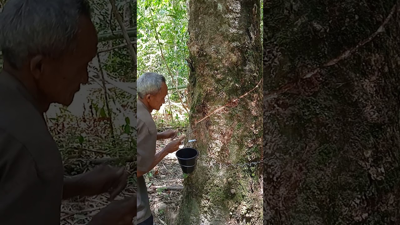 Menoreh Pokok Getah tua dan lama Bersama Pak Nik - YouTube