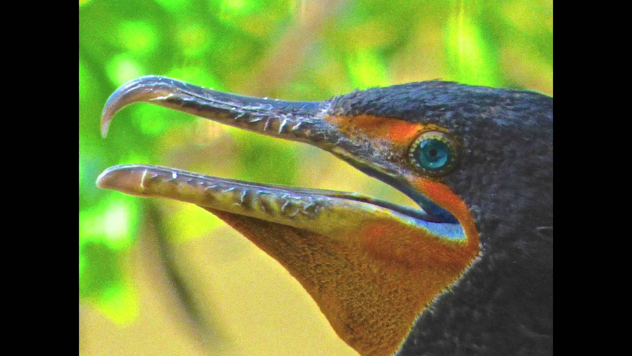 Cormorants Bird's HD - YouTube