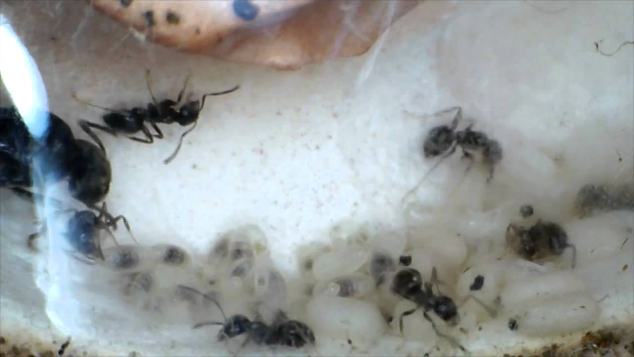 Lasius niger colonies, 1 year old - YouTube