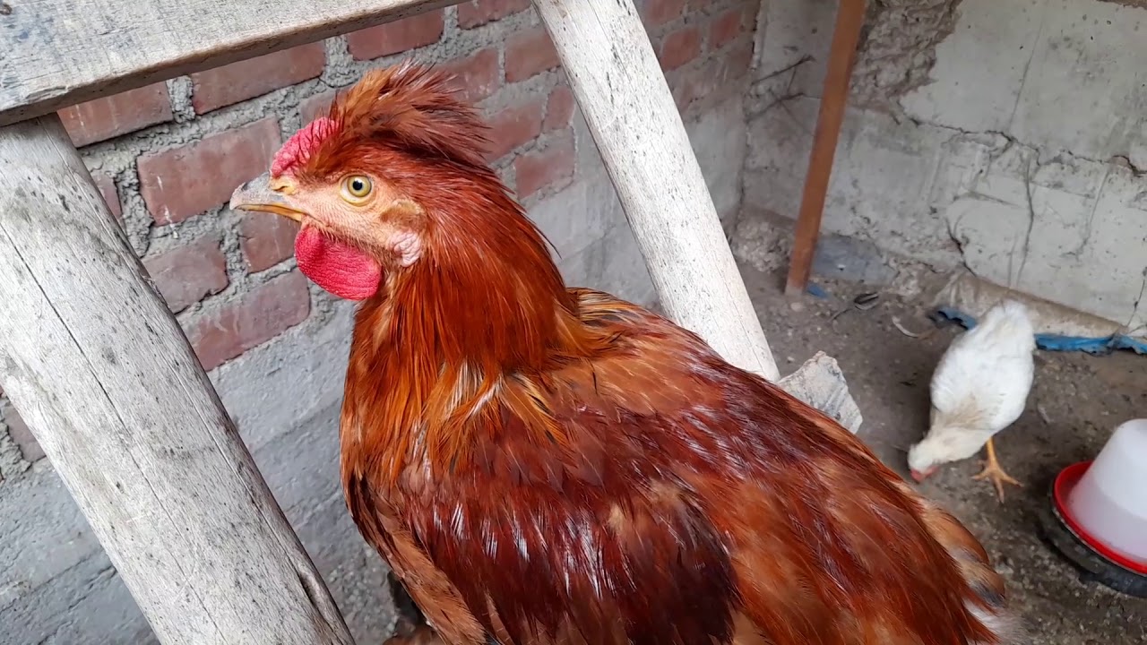 pollos criollos - YouTube