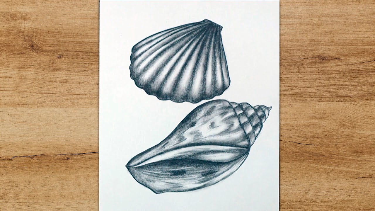 How to Draw Seashells Step by Step for Beginners | Realistic Pencil ...