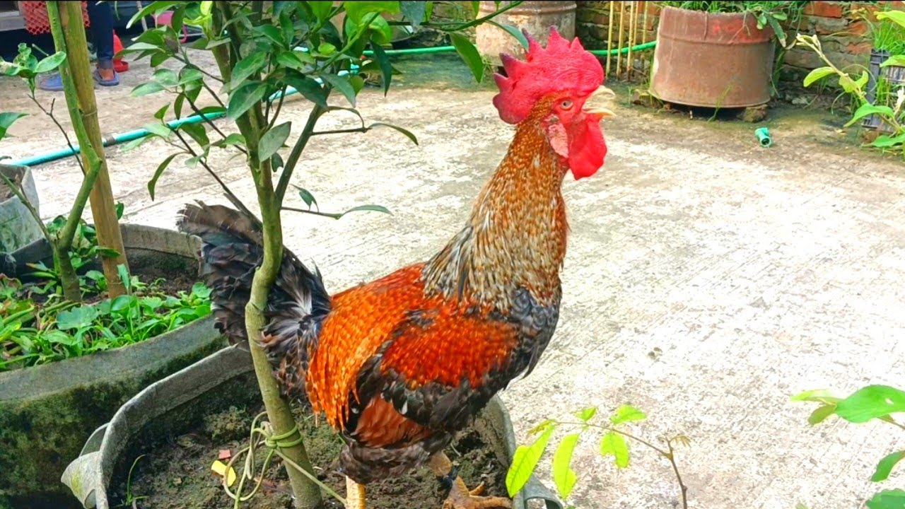 longest rooster crow - YouTube