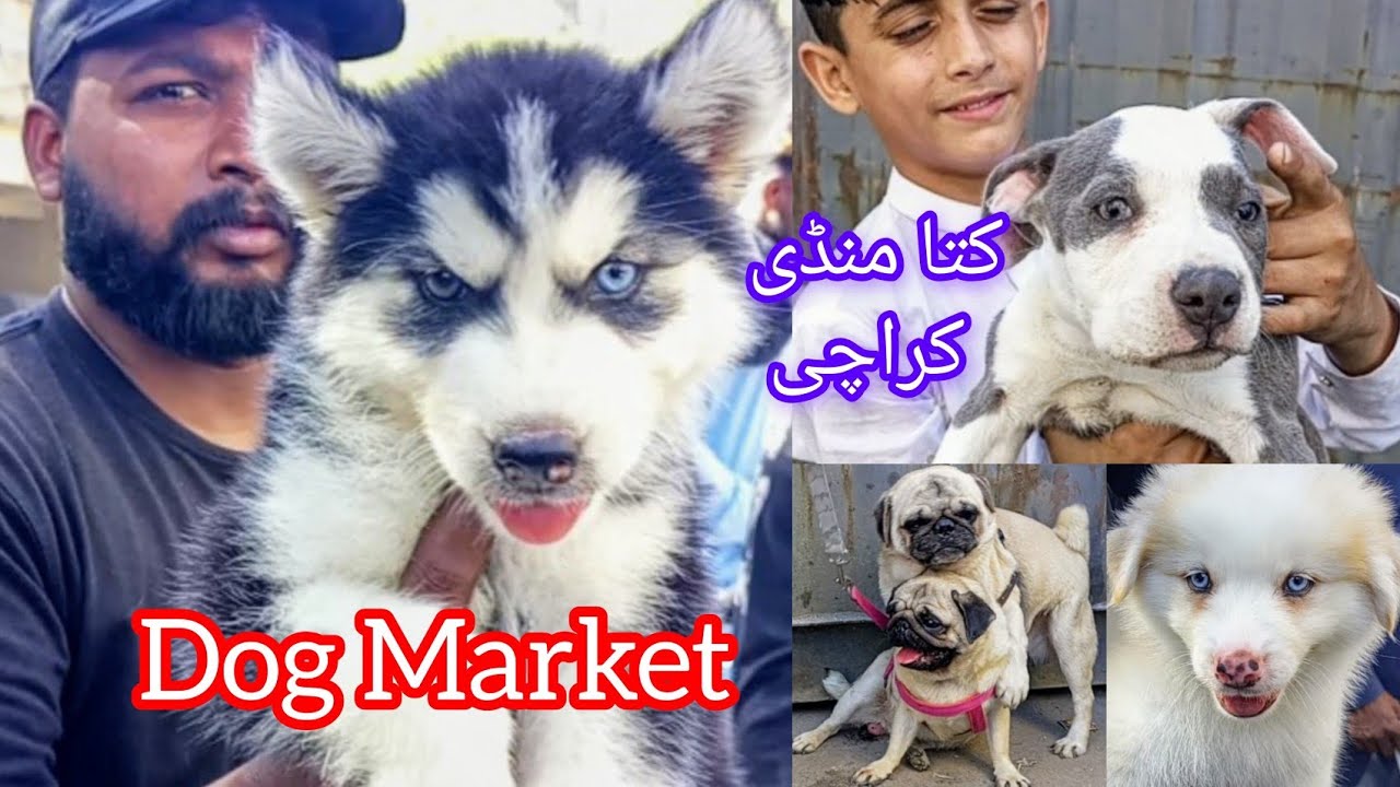 Dogs Ki Mandi, Karachi 23 March | Pakistan Dog Market Karachi | Special ...