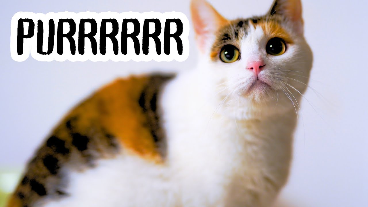 Captivating Kitten Sounds (Delightful Meows and Gentle Purring) - YouTube