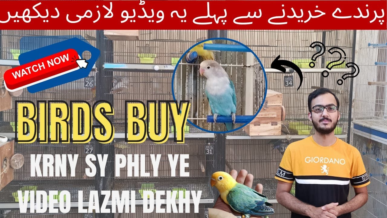 How To Buy Bird | New Fancier Must Watch | Shani Bhai Aviary - YouTube