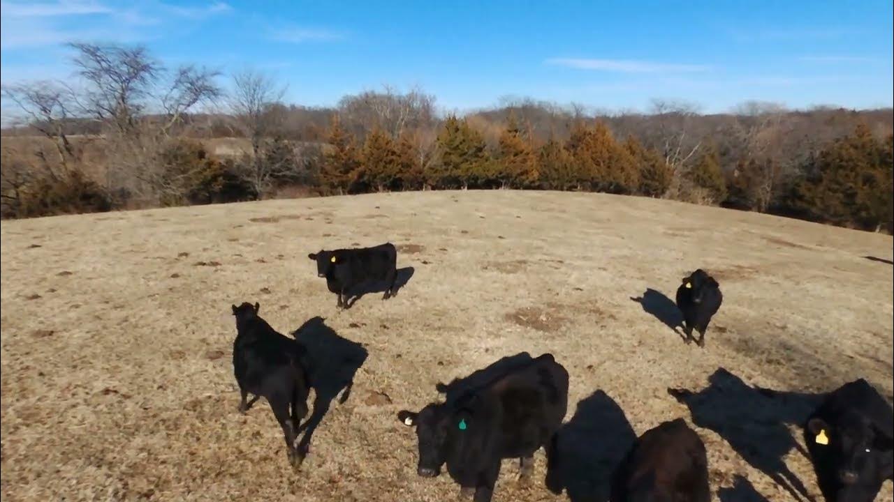 cow drone footage - YouTube