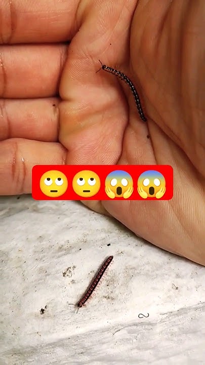 friendly millipede🙄😱 #millipede #millipedes #wildlife #shortsfeed # ...