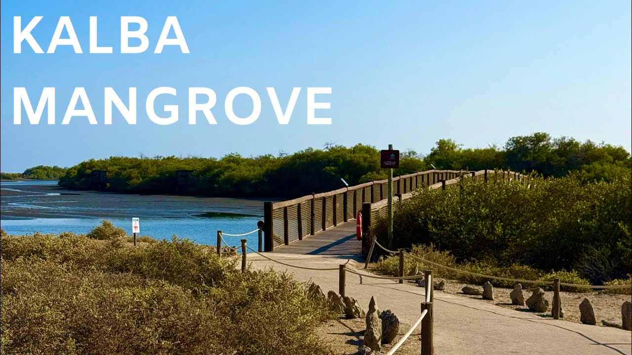 Khor Kalba Mangrove Centre | Al Hefaiyah Conservation Centre | Kalba # ...