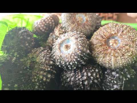 TUYOM OG SWAKI - YouTube