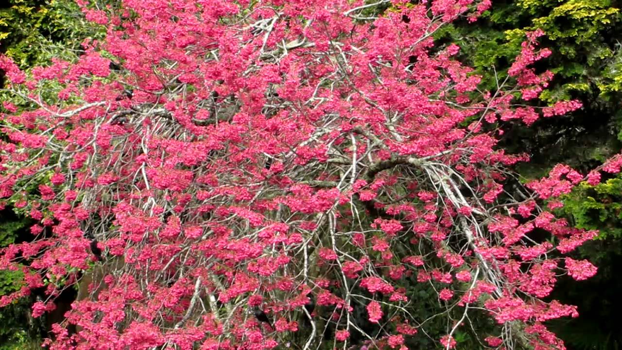 One tui, two tui, how many tui in the cherry tree? - YouTube