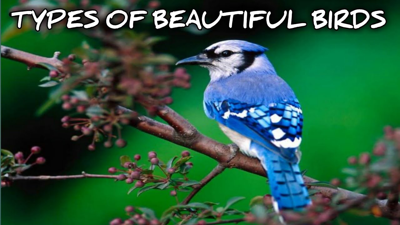 Types oF Beautiful Birds in the World / Different Sounds /Must Watch ...