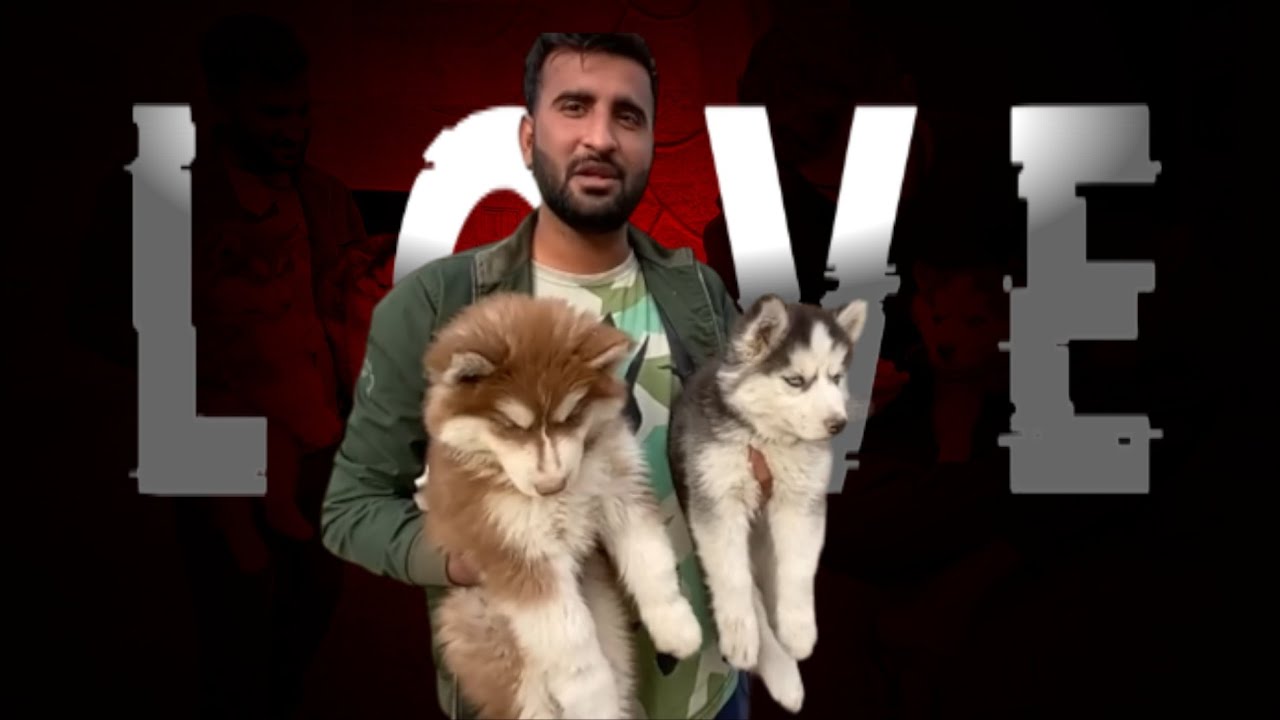 LOVE MOMENTS | shehr main dehat | vedio editing - YouTube