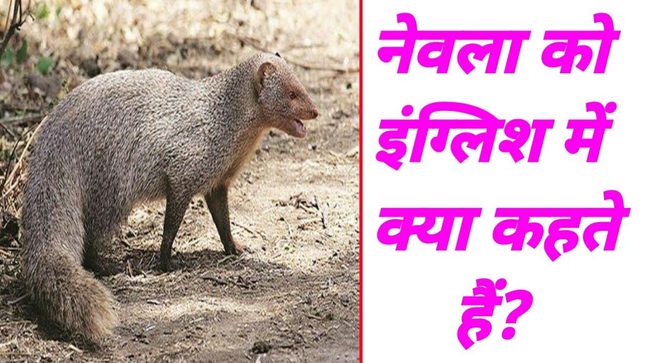 नेवला को इंग्लिश में क्या कहते हैं | nevla ko english mein kya kahate ...