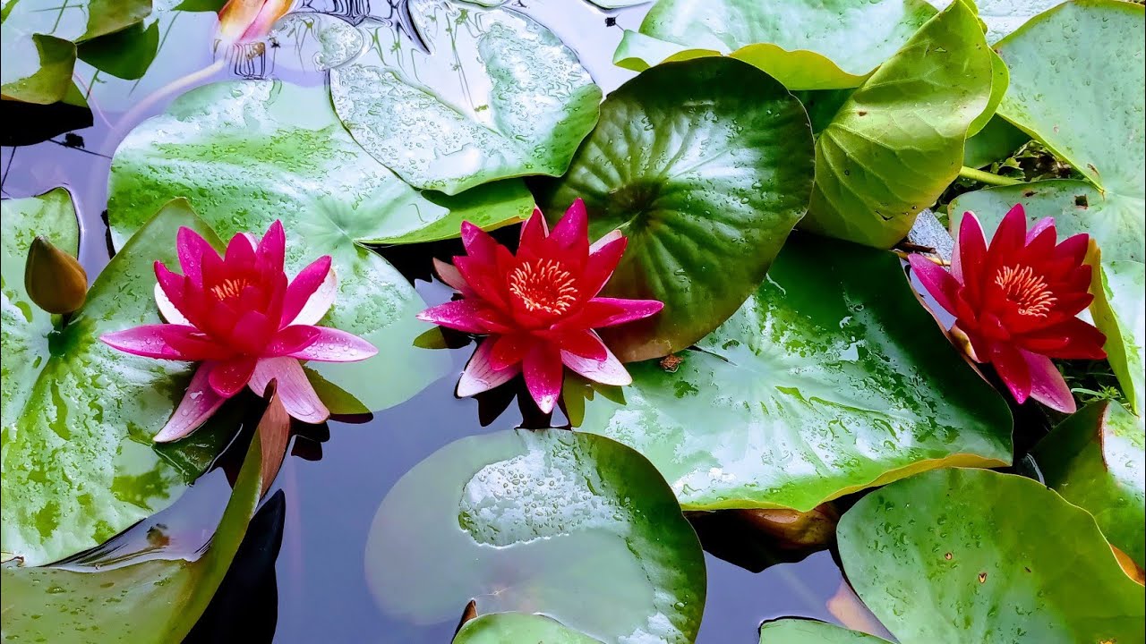 Nilüfer Çiçeği - Nedir Bakımı Nasıl Yapılır - Özellikleri Nelerdir ...