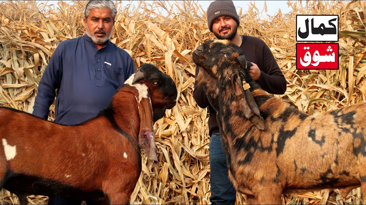Extraordinary Big Size Beetal Goats Of Khawar Khan Sahiwal 2021 - YouTube