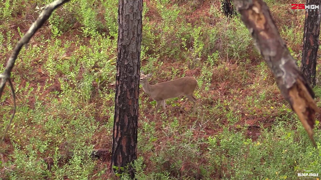 DOE PATROL! (Feat. Austin Pate) - YouTube