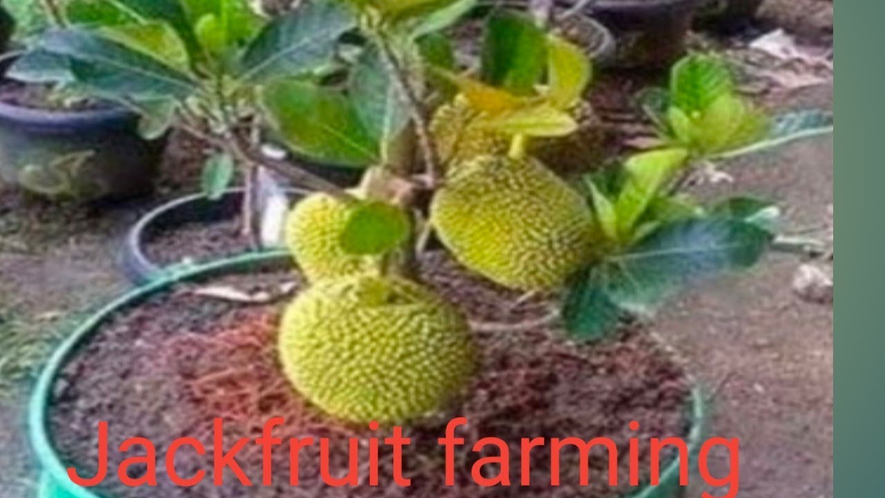 Jackfruit for kathal, how to grow jackfruit in Papaya fruit #video # ...