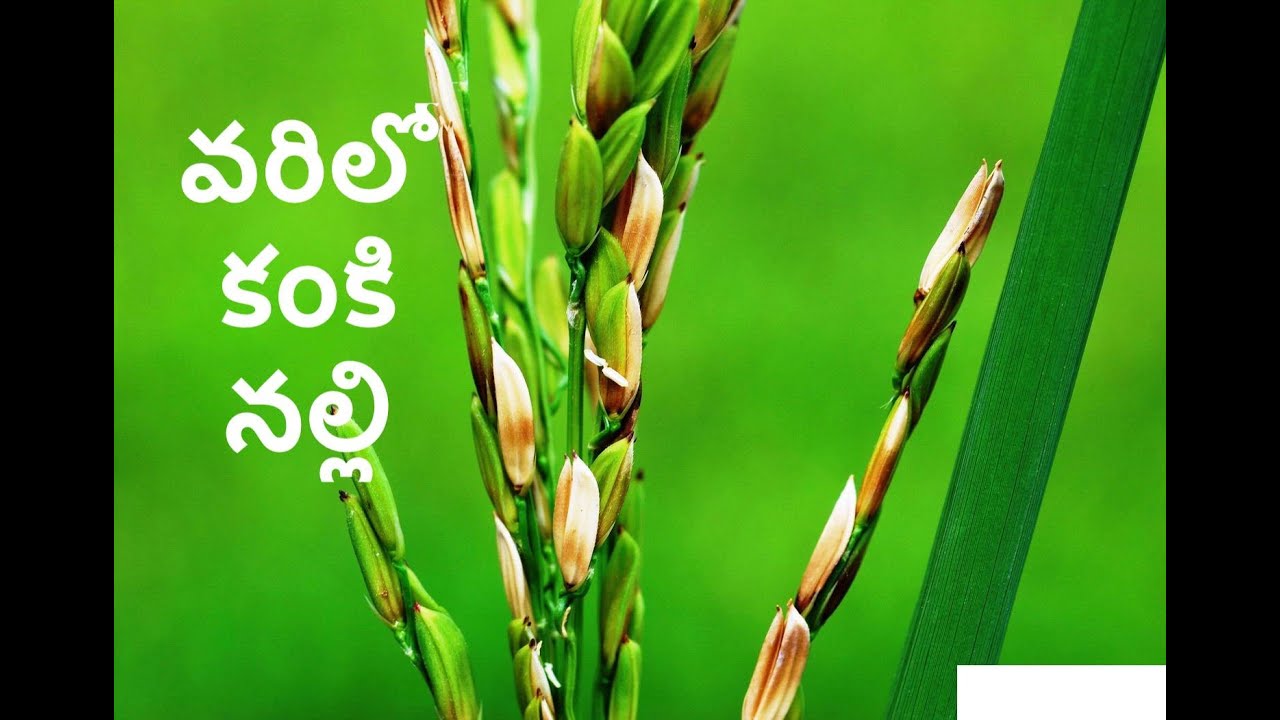 Paddy Panicle Mites( వరిలో కంకి నల్లి) - YouTube