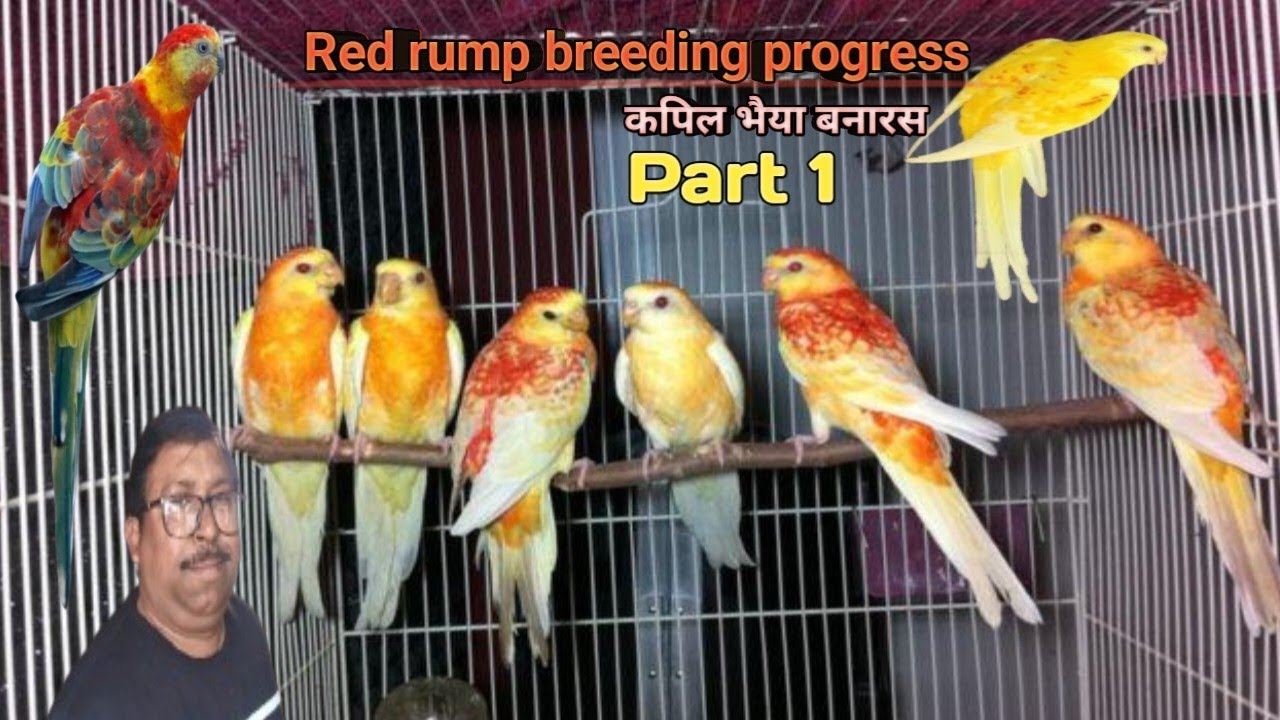 Red rump breeding progress kapil bird setup Banaras - YouTube