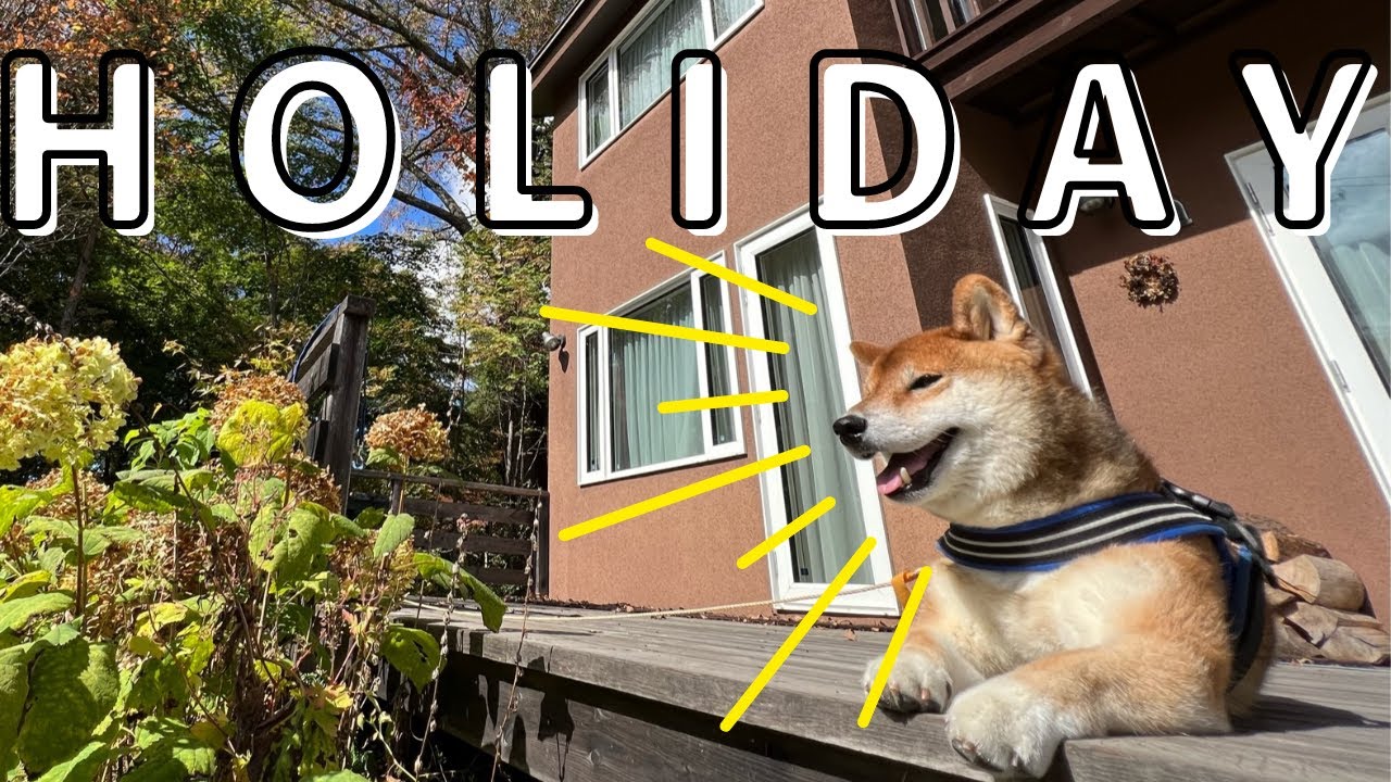 Shiba Inu's Peaceful Sunday in Japan - YouTube
