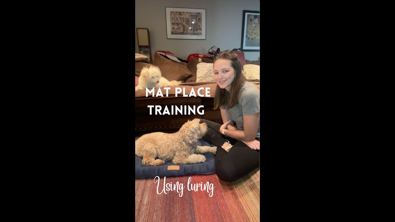 Place training! How to train your dog to go to a place using luring ...