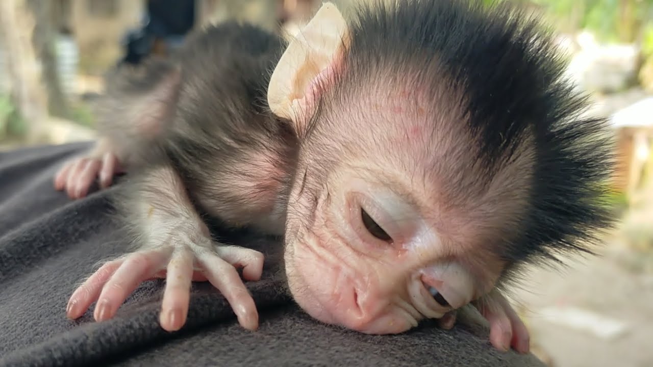 THE BABY'S SLEEPING MONKEY HAS A VERY CUTE FACE - YouTube