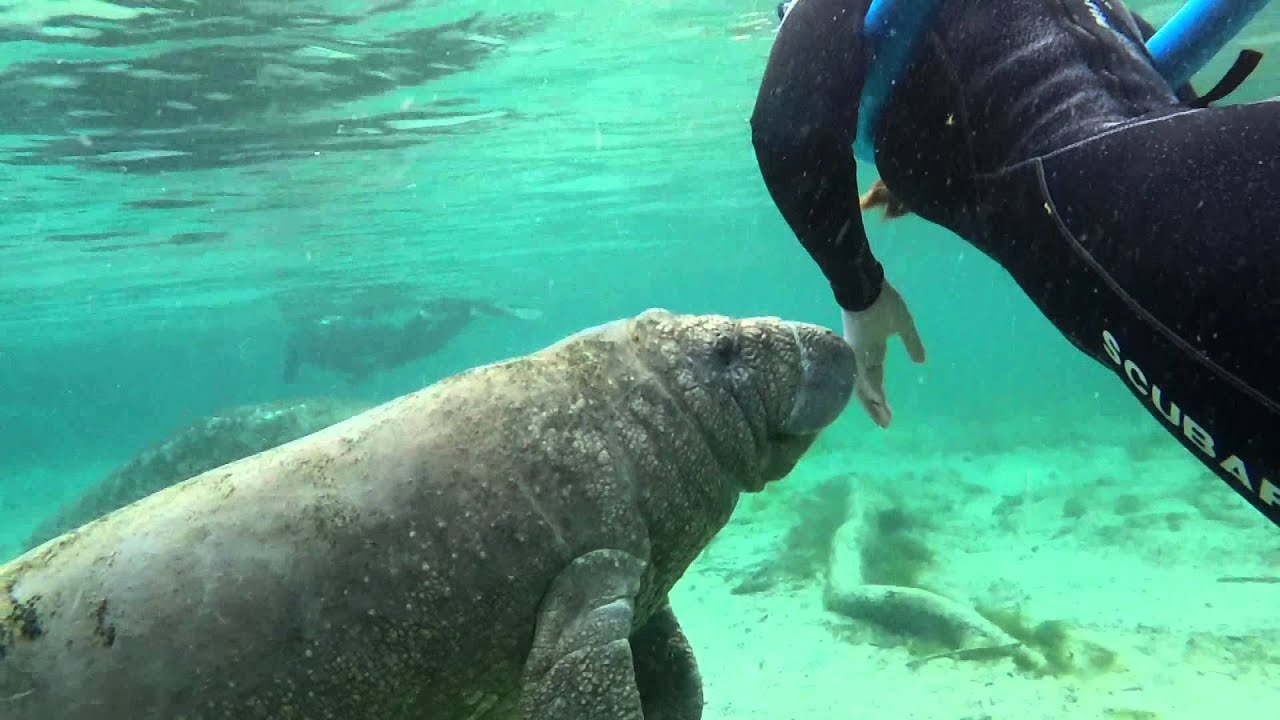Very Cute Baby Manatee - Crystal River, Florida - YouTube