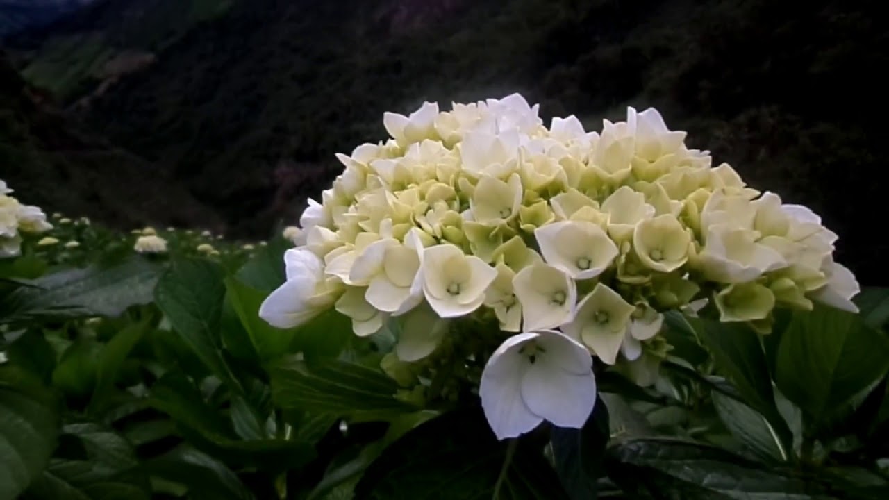 THE BEST PERUVIAN FLOWERS HYDRANGEAS ️ PRODUCTION IN PERÚ HUÁNUCO ️ ...