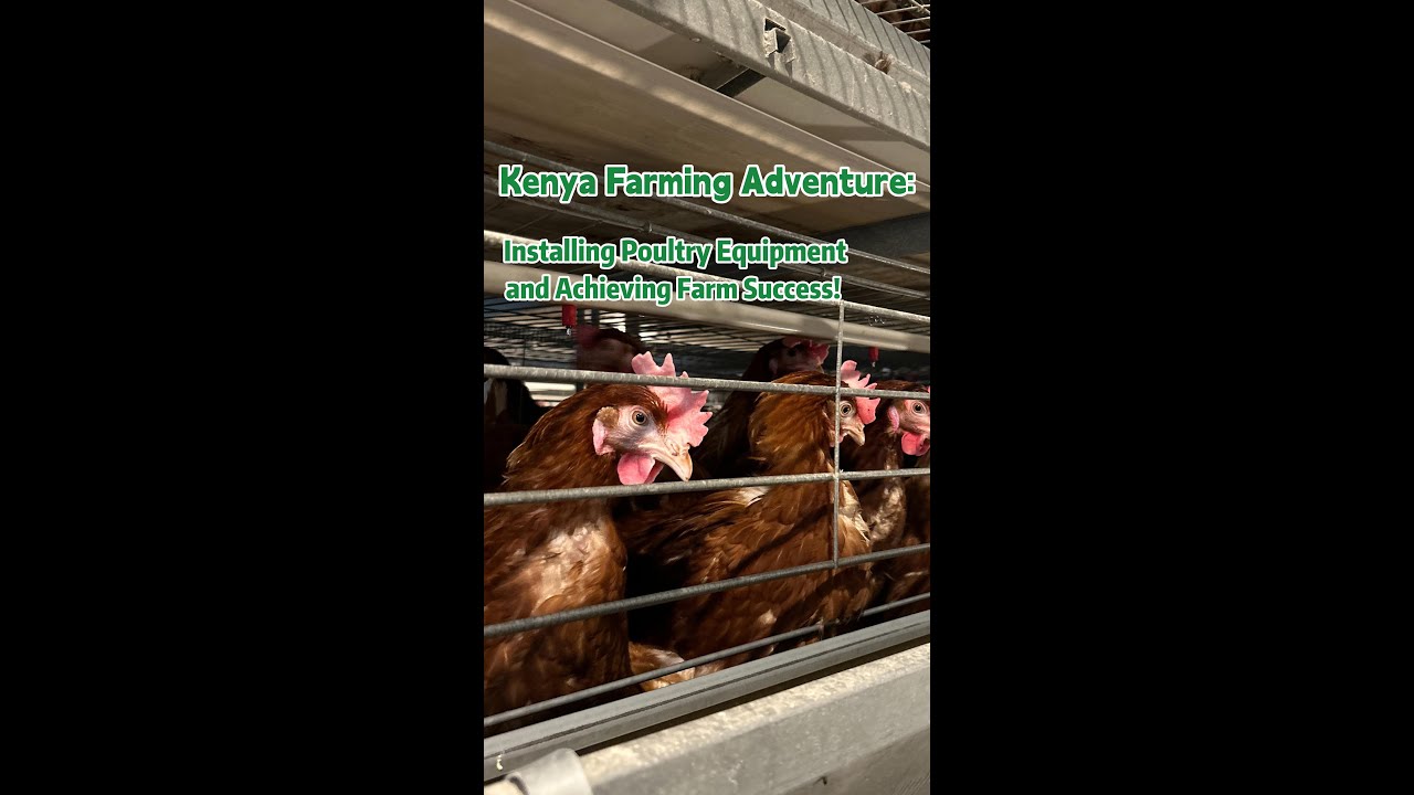 Kenya Farming Adventure: Installing Poultry Equipment and Achieving ...