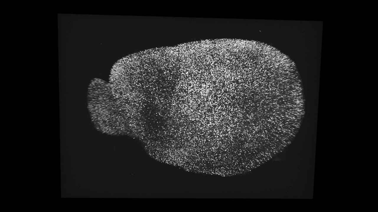 c-Fos using iDisco+ - YouTube