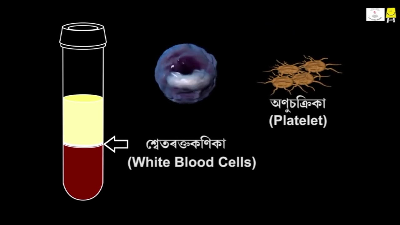 What is there in blood ? (Assamese) | ৰক্ত বা তেজত কি থাকে? - YouTube